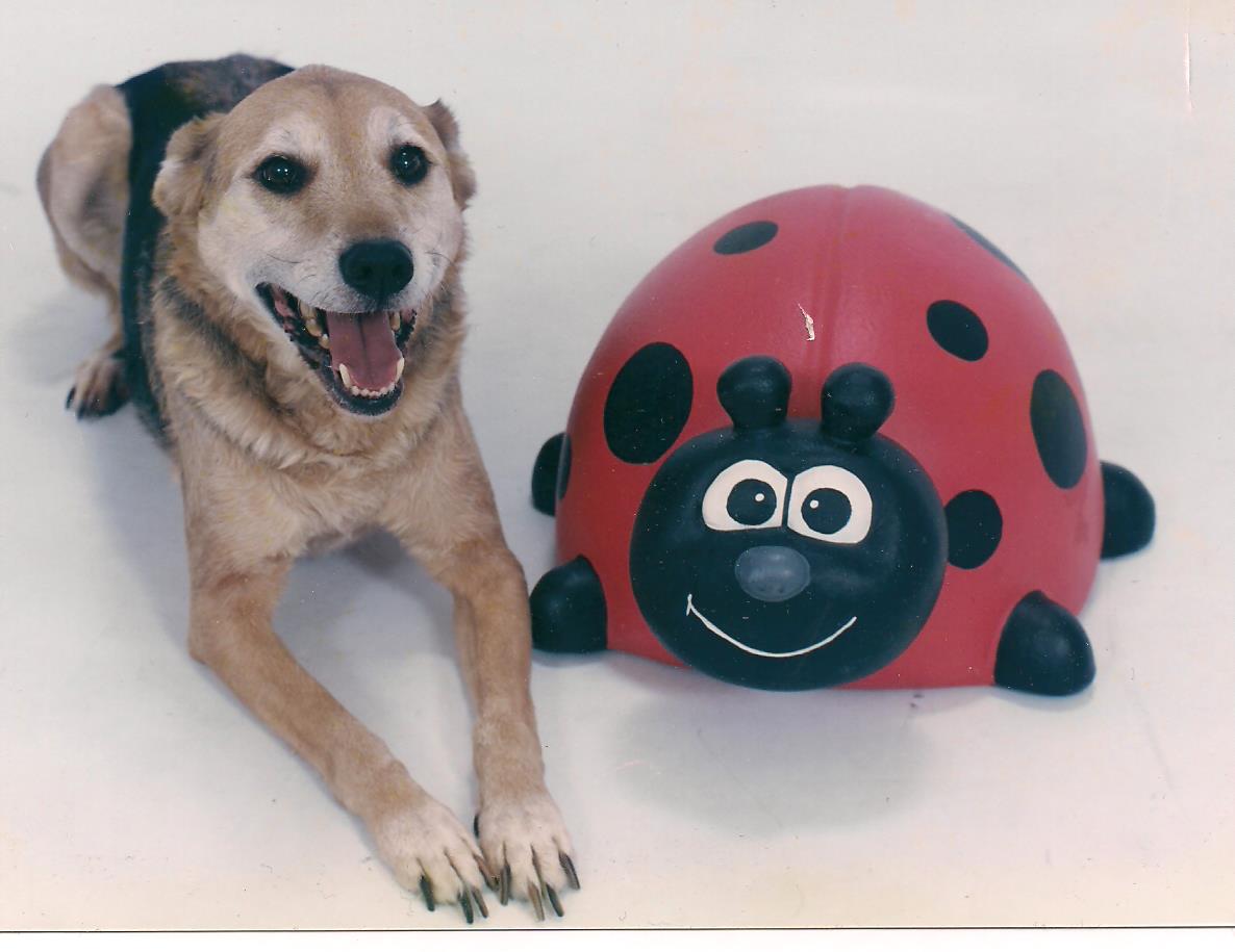 December Dogs – DougHugs